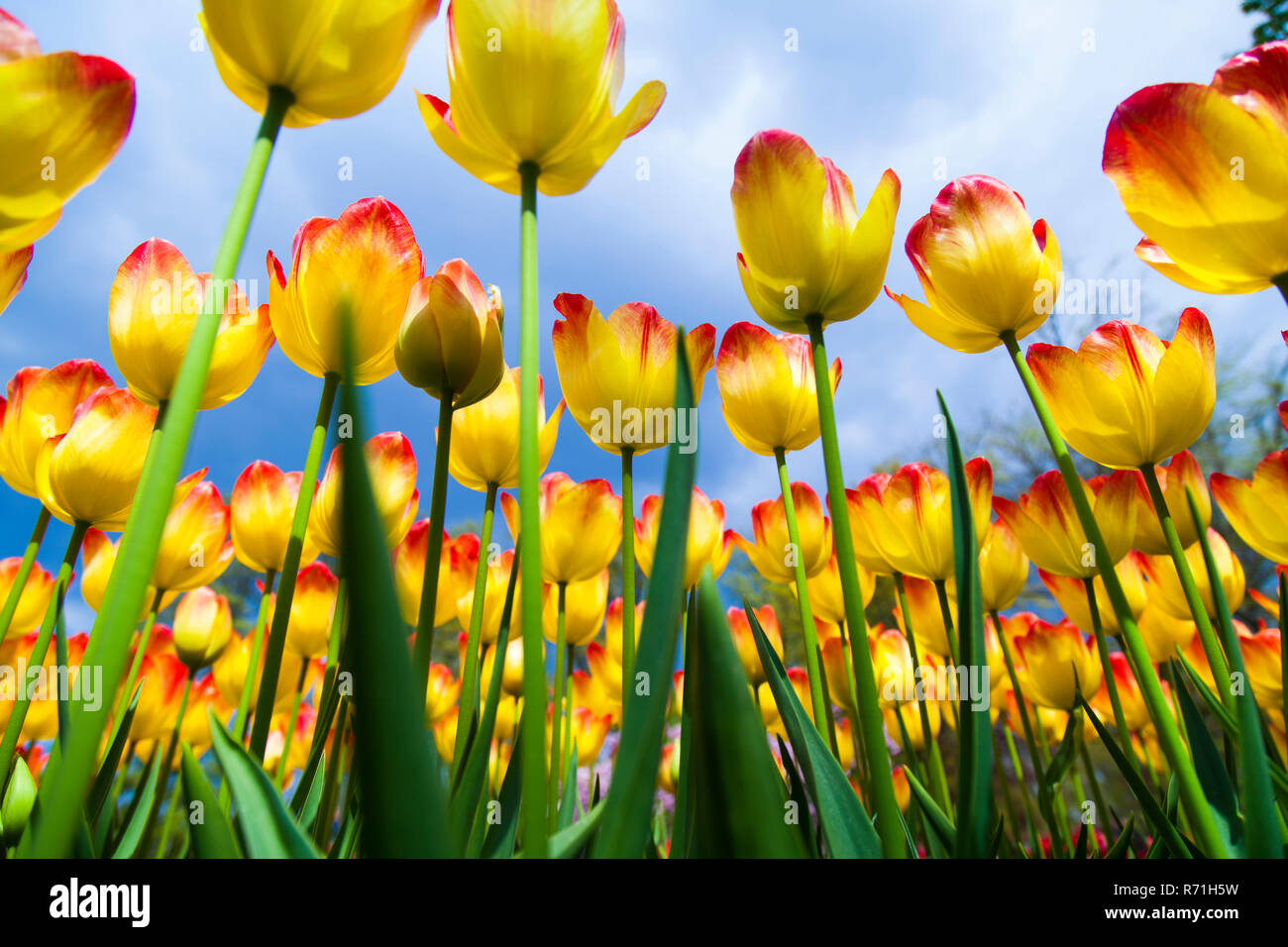 Tulips , the flowers in the garden , early spring Stock Photo - Alamy