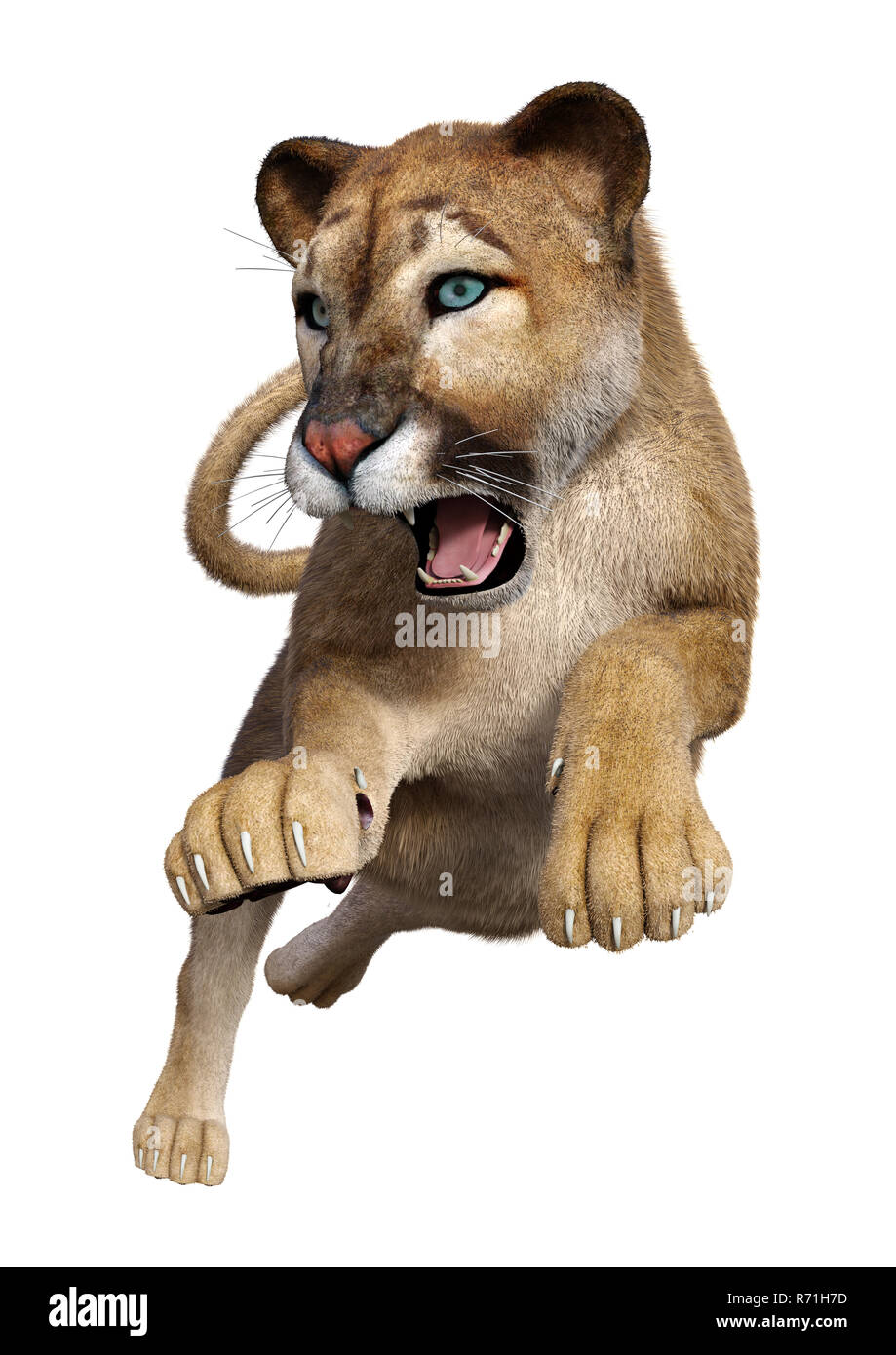 Cougar jumping Cut Out Stock Images & Pictures - Alamy