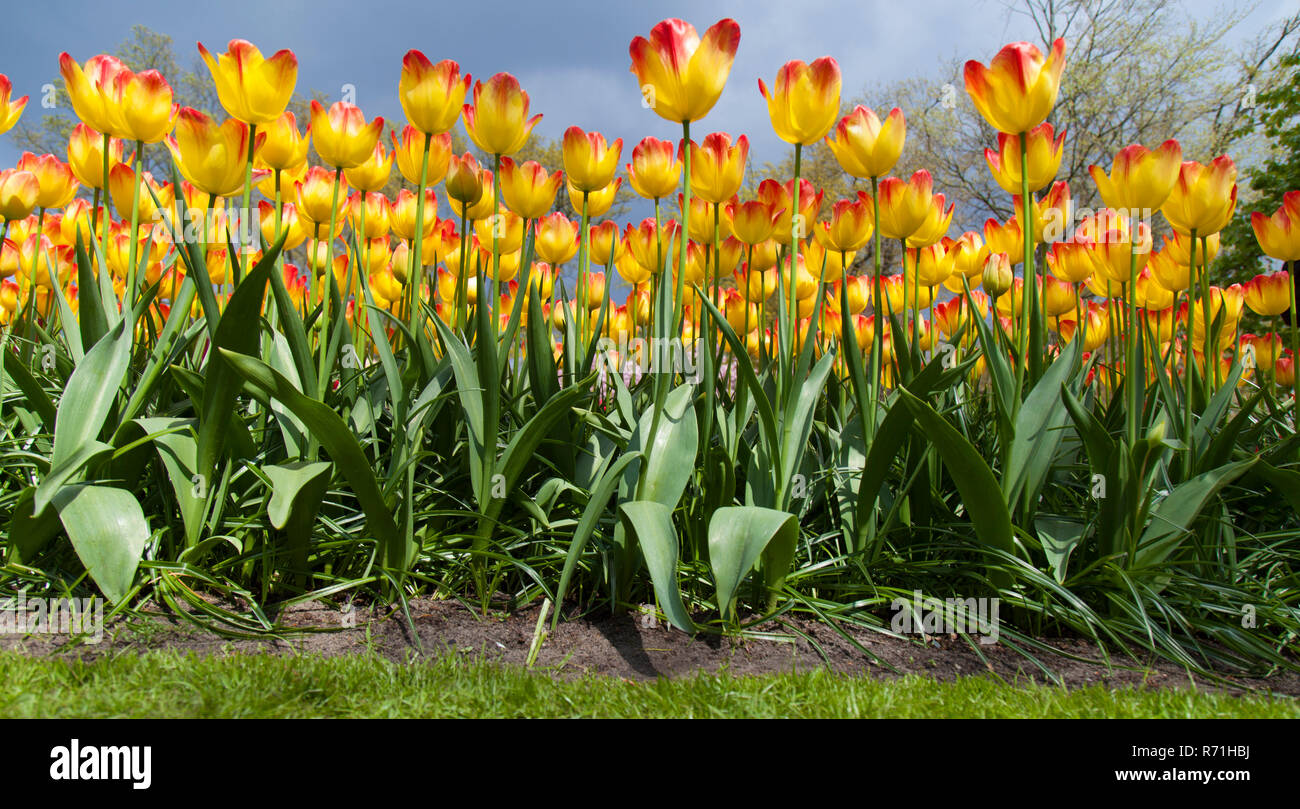 Spring tulips in the garden, spring blossom Stock Photo - Alamy