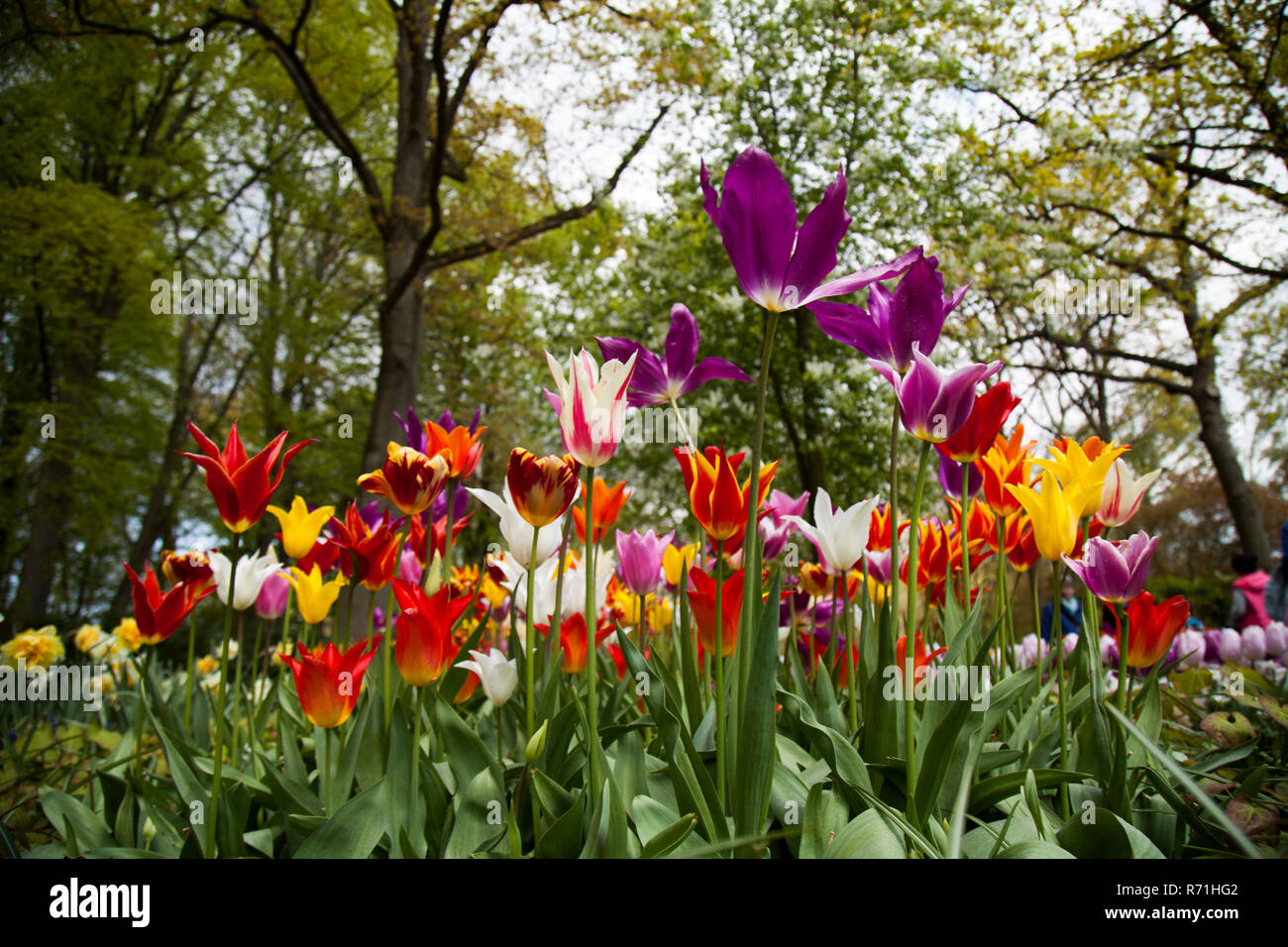 Spring tulips in the garden, spring blossom Stock Photo - Alamy