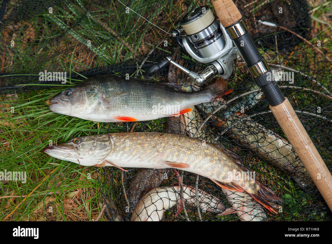 Freshwater perch and Northern pike fish know as Esox Lucius on landing ...