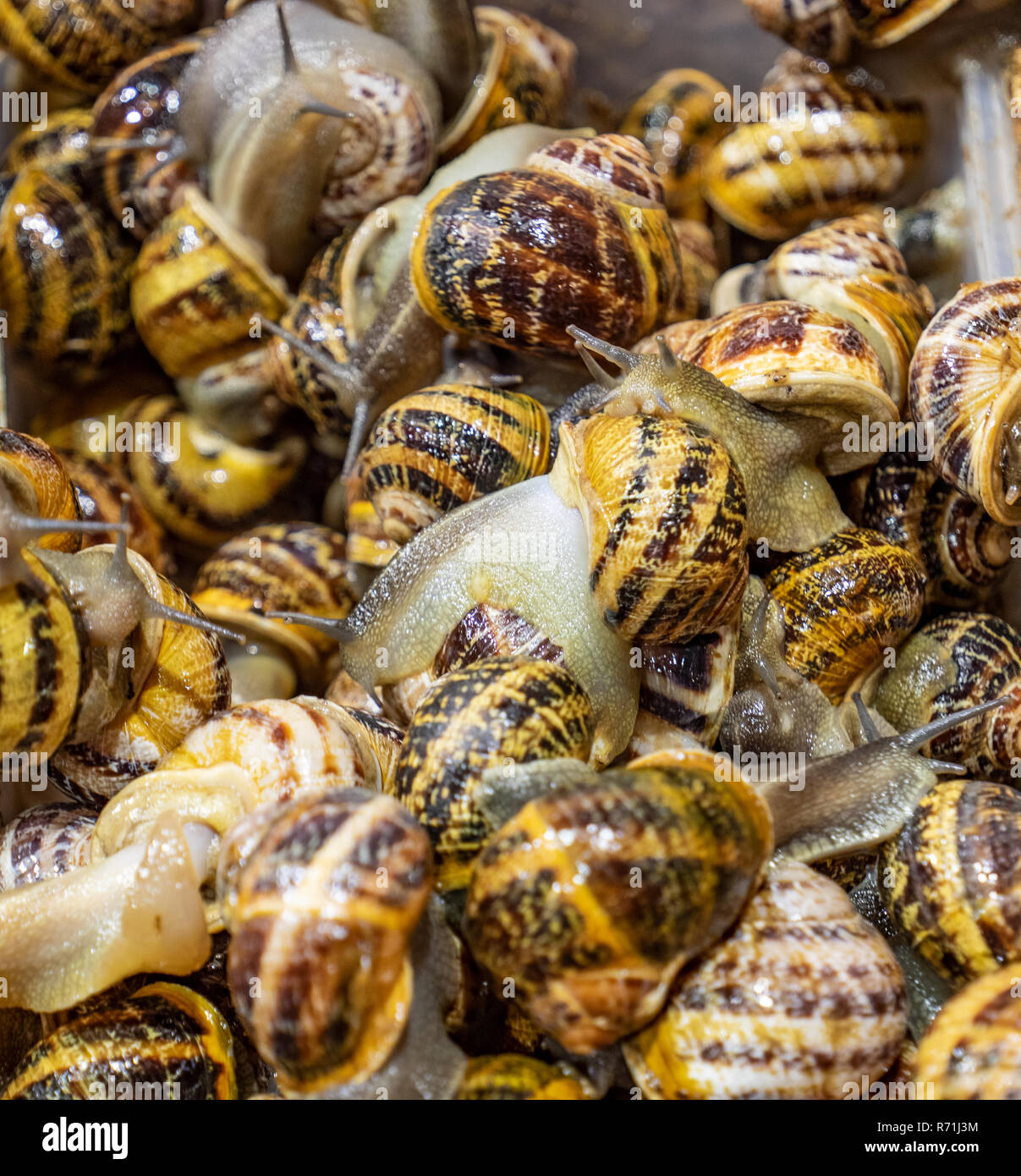 Snail farming hi-res stock photography and images - Alamy