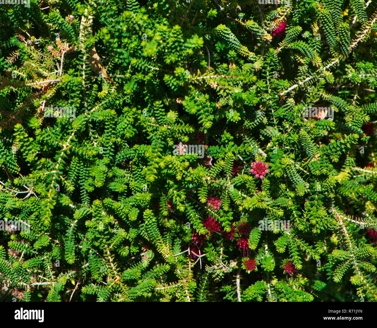 Darwinia oldfieldii Oldfield's darwinia Stock Photo - Alamy