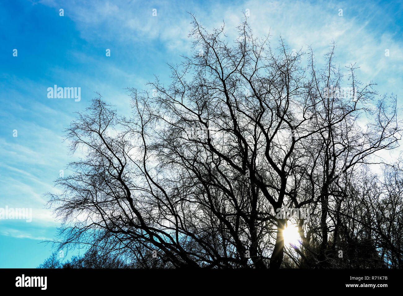 Sky through forest canopy hi-res stock photography and images - Alamy
