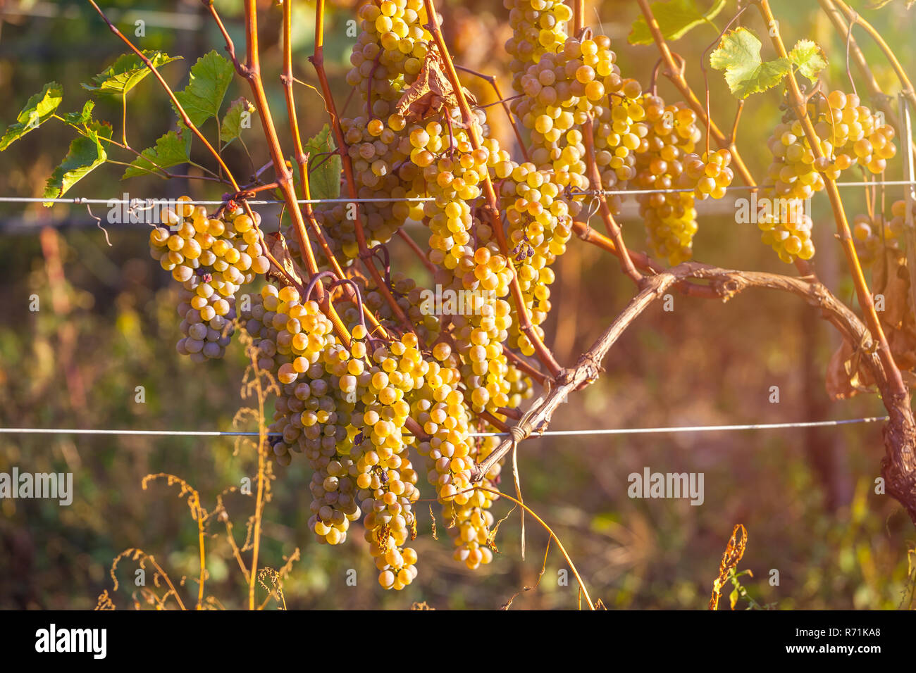 golden ripe grapes of Rkatsiteli in a vineyard before harvest, Kakheti ...