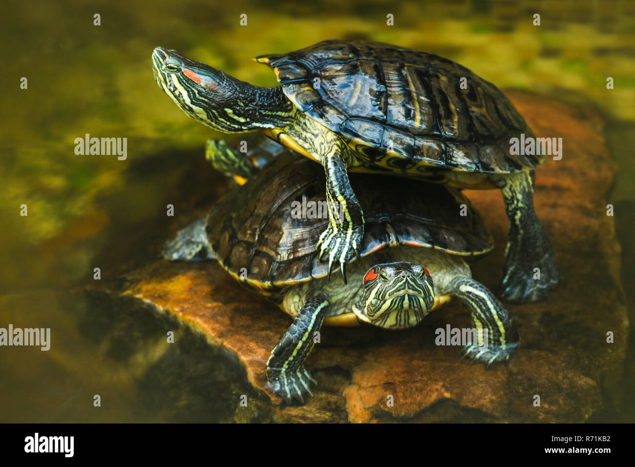 Attractive turtle hi-res stock photography and images - Alamy