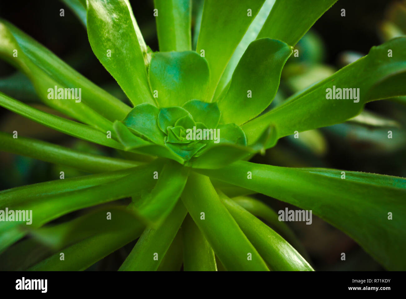 Agavaceae family hi-res stock photography and images - Alamy