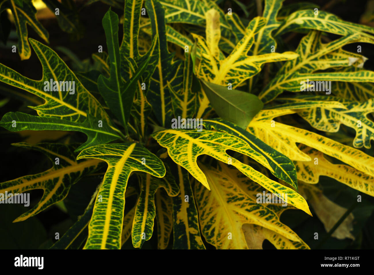 Red Croton Leaf Stock Photos & Red Croton Leaf Stock Images - Alamy