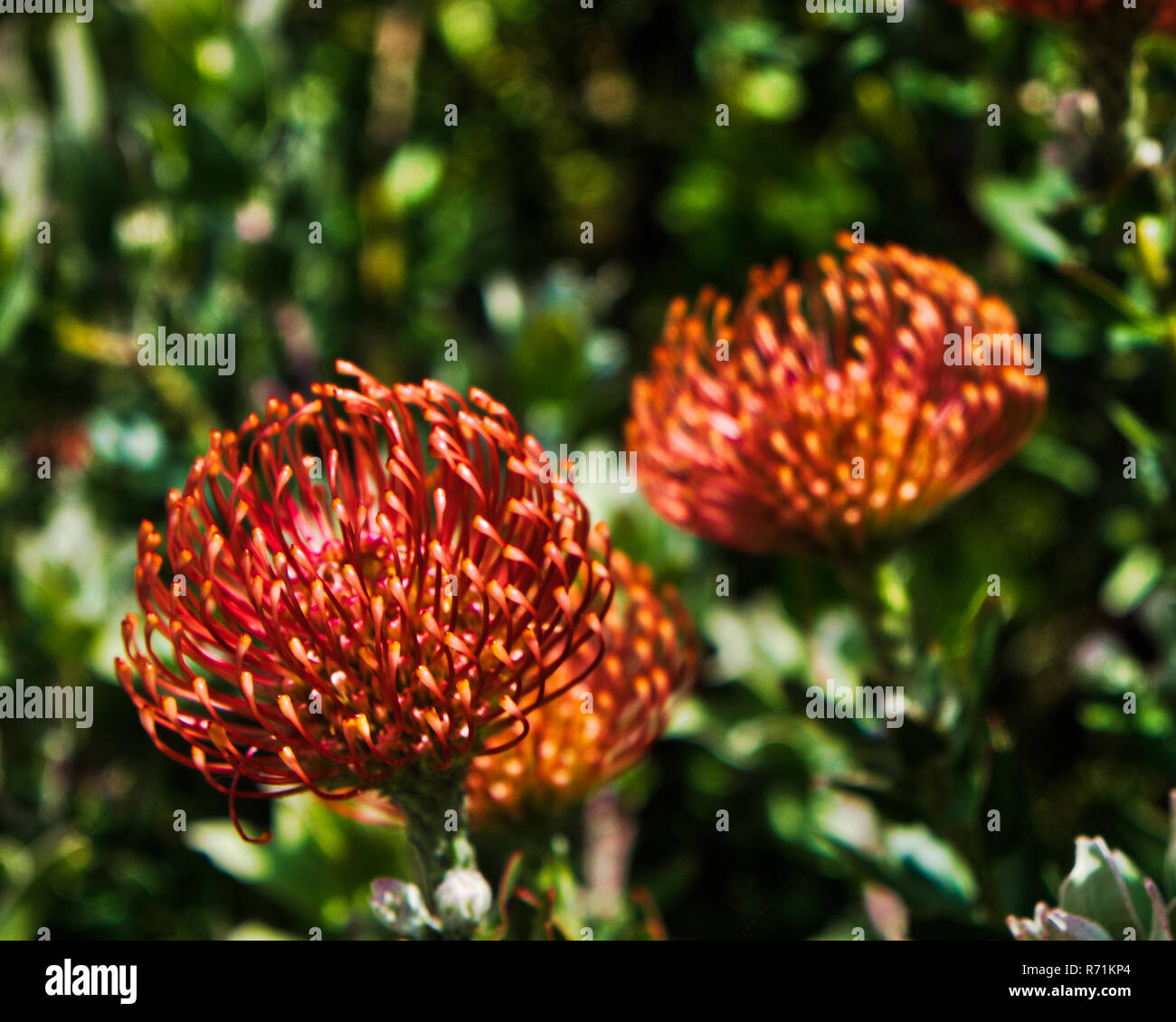 Grevillea bush hi-res stock photography and images - Alamy
