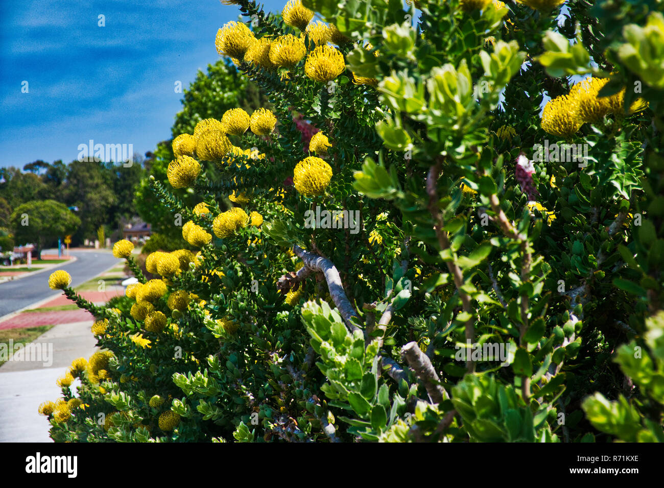Australian native bushland plants hi-res stock photography and images ...