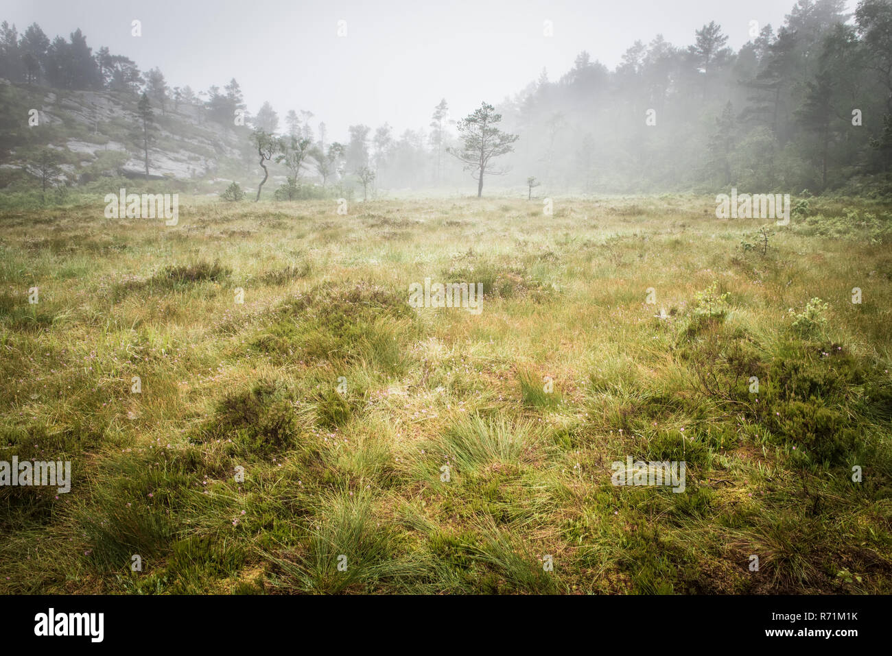 bog swapm on walkway to Trolltunga, Norway Stock Photo - Alamy