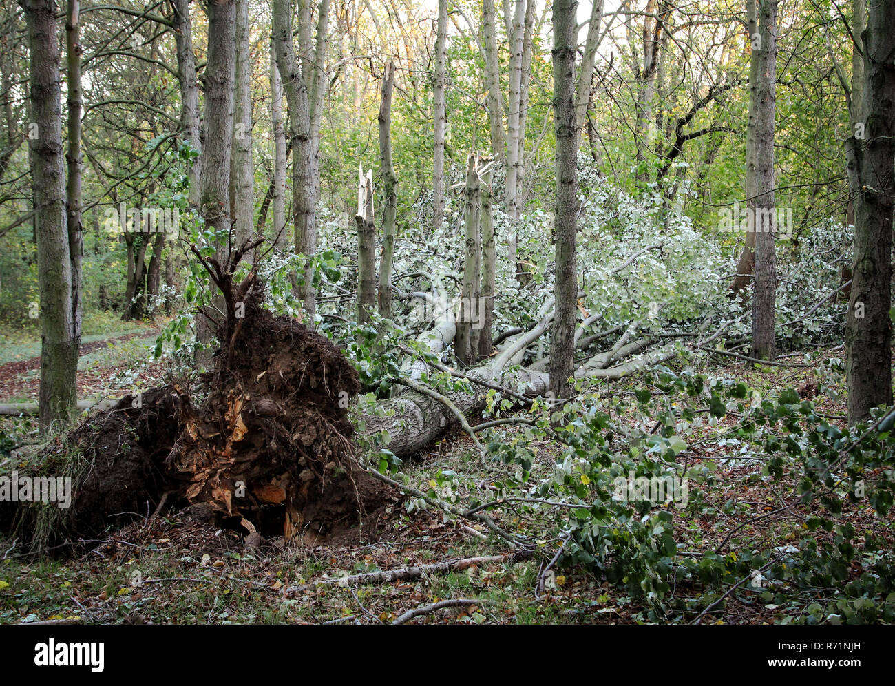 Wind blown timber hi-res stock photography and images - Alamy