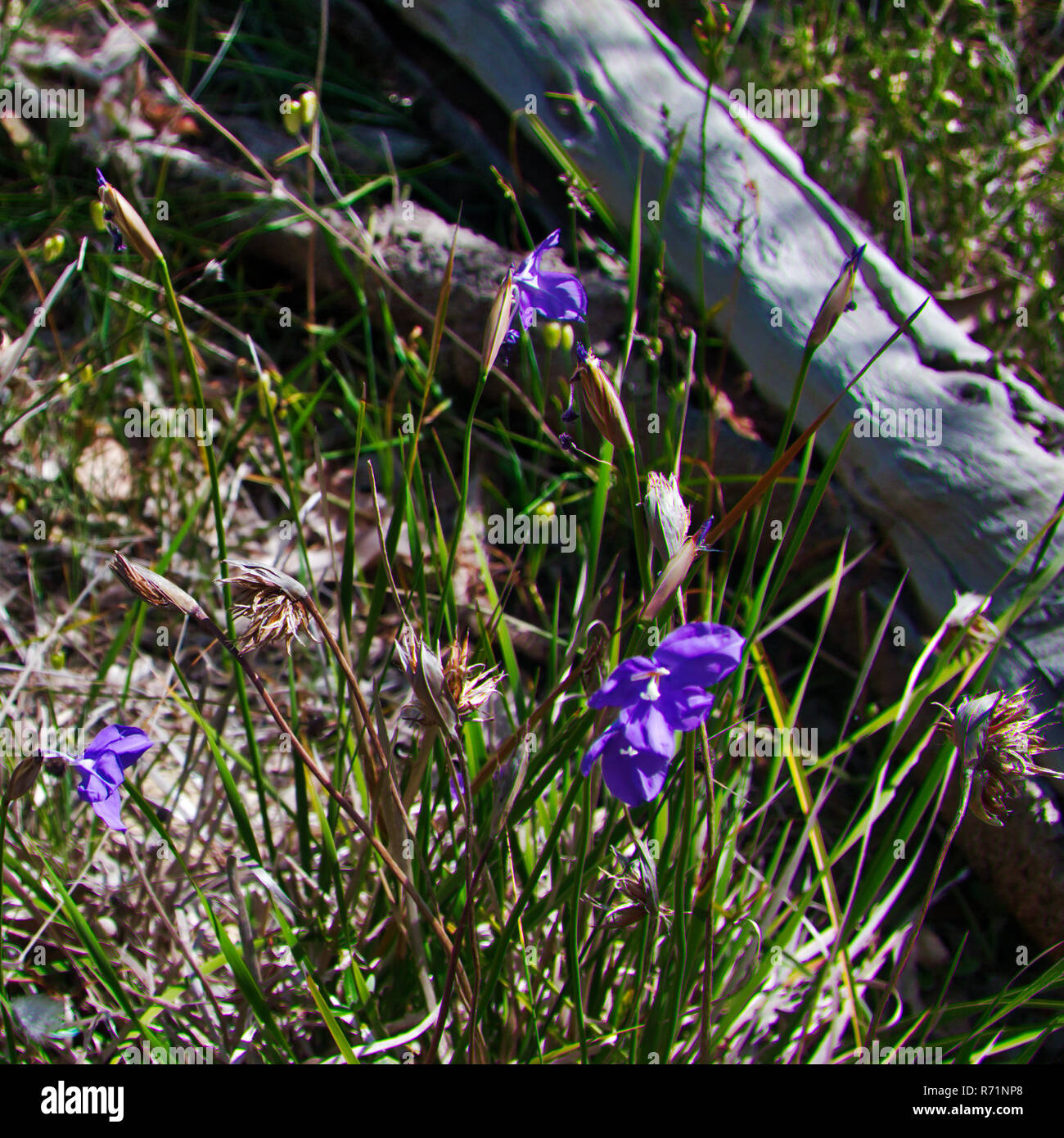 Patersonia lanata Woolly Patersonia Stock Photo - Alamy