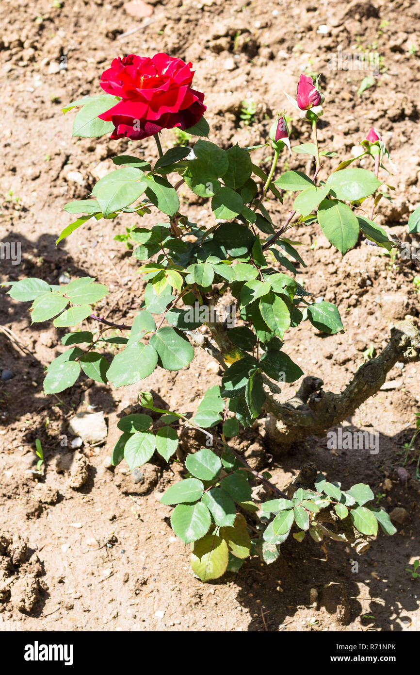 shrub with red rose flower in garden Stock Photo - Alamy