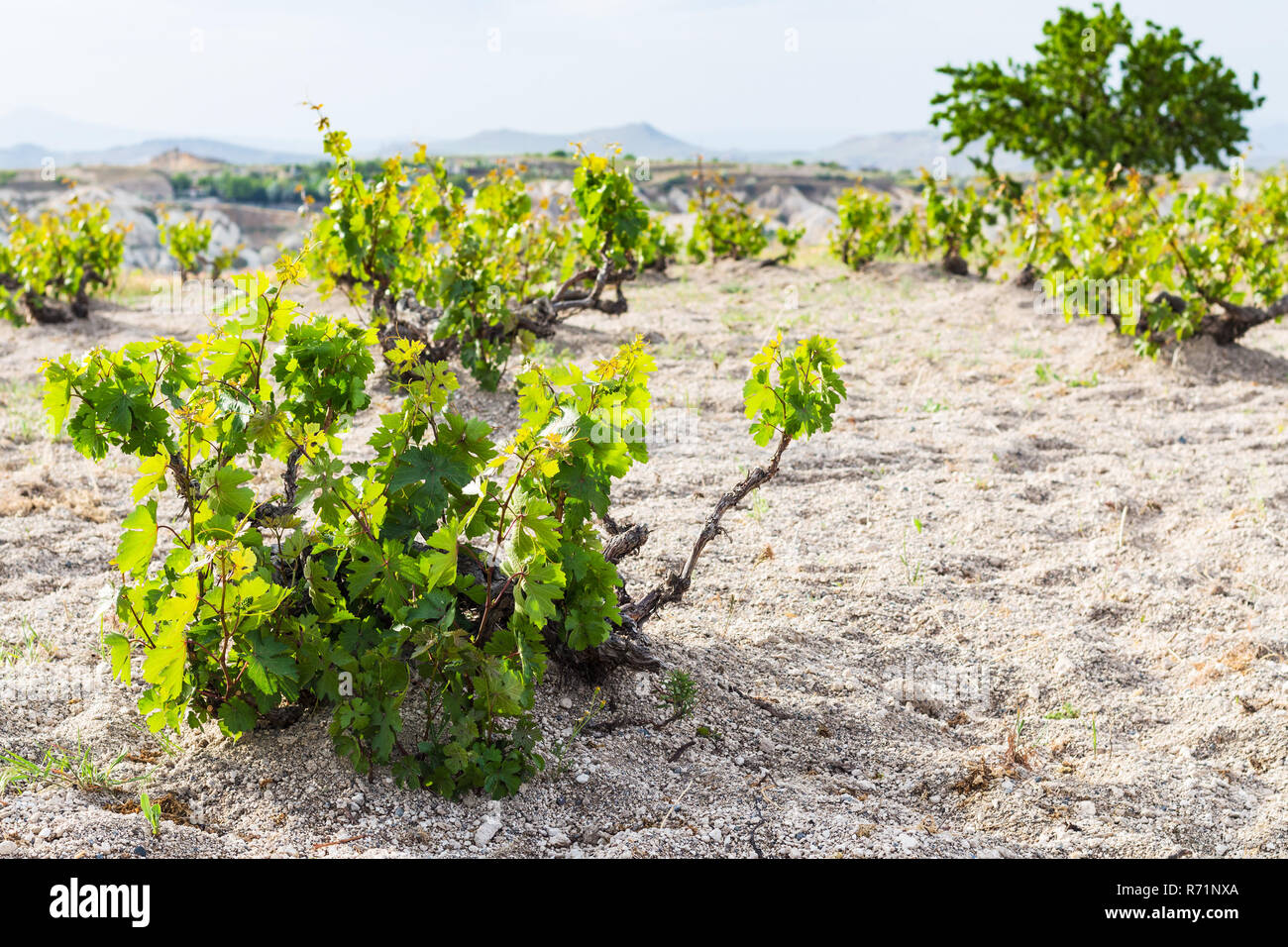 grapes bush in garden in Cappadocia in spring Stock Photo - Alamy