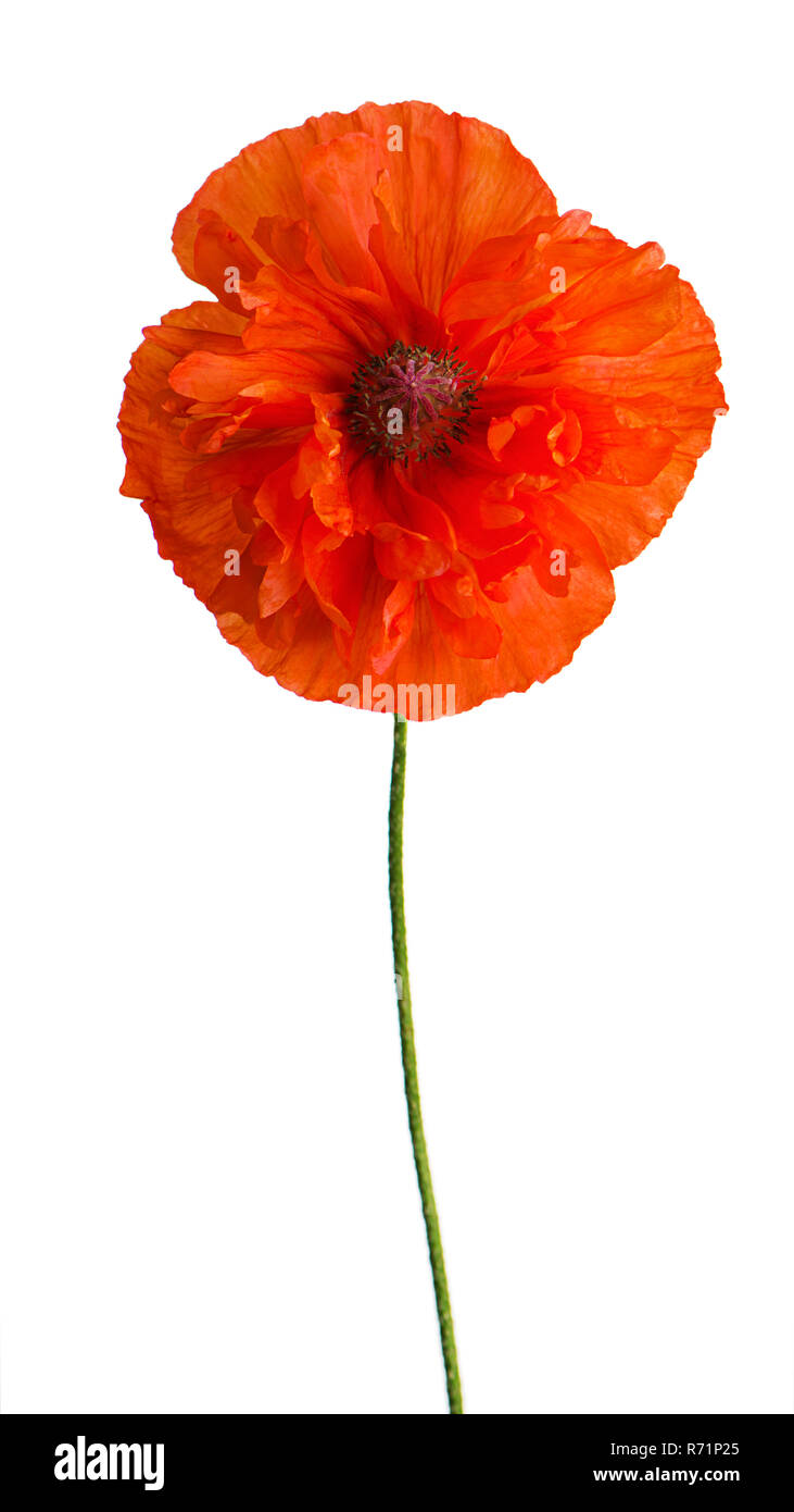 Single red poppy flower isolated on white background. Closeup Stock ...