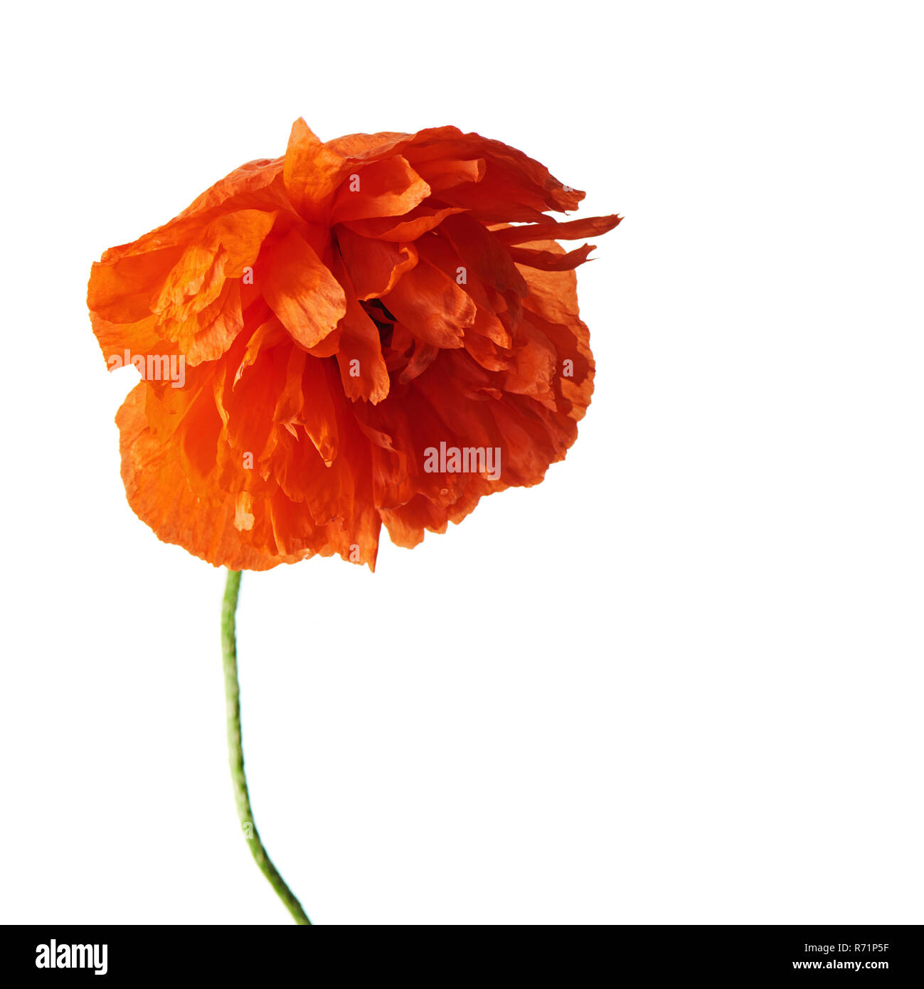 Single red poppy flower with green leaves isolated on white background ...