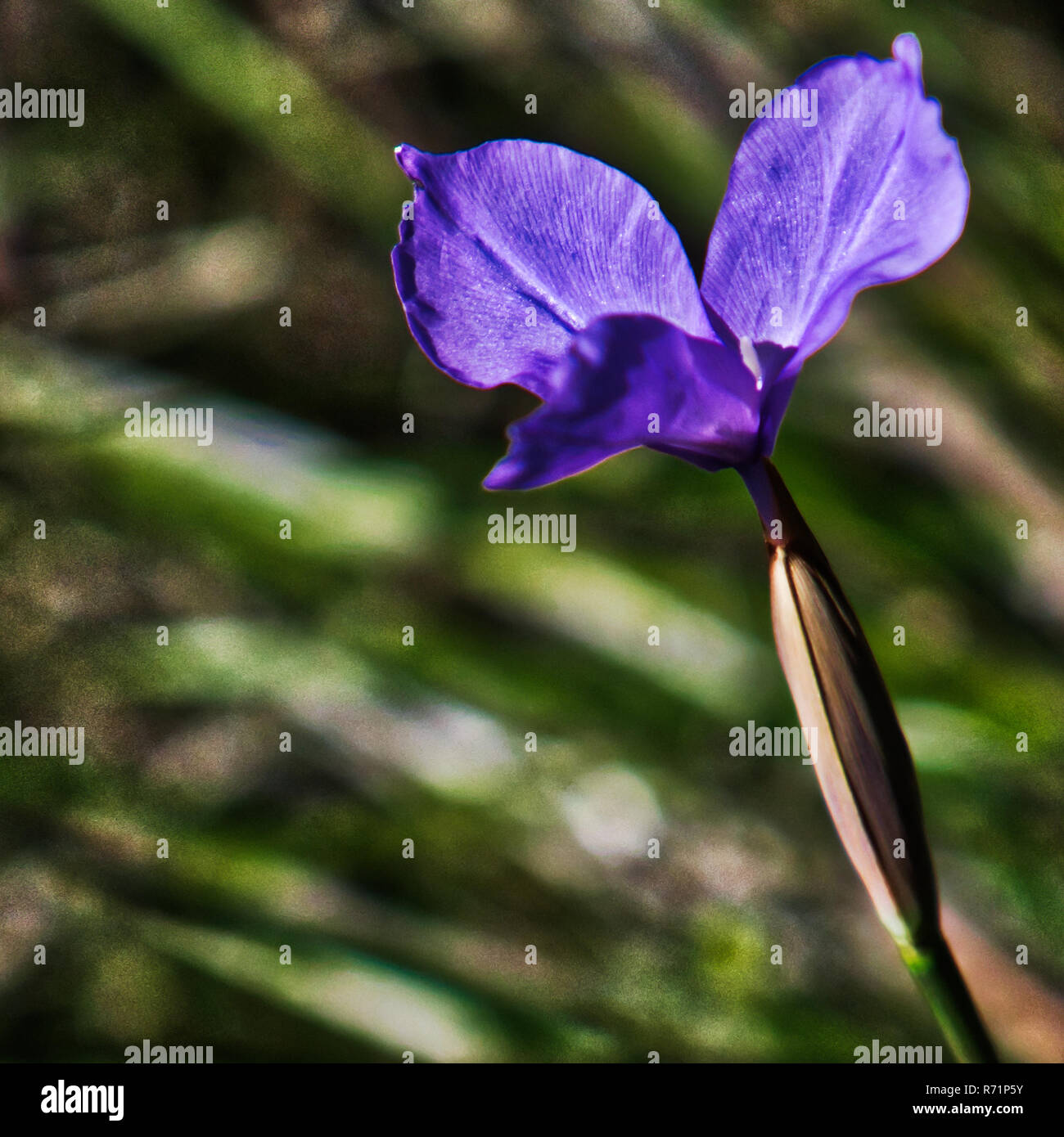 Patersonia lanata Woolly Patersonia Stock Photo - Alamy
