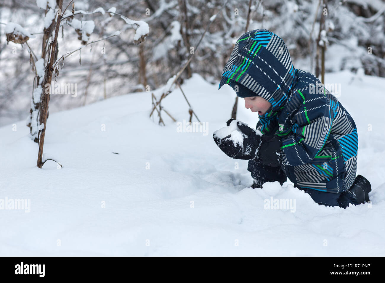 Boy eating snow in the winter woods Stock Photo - Alamy