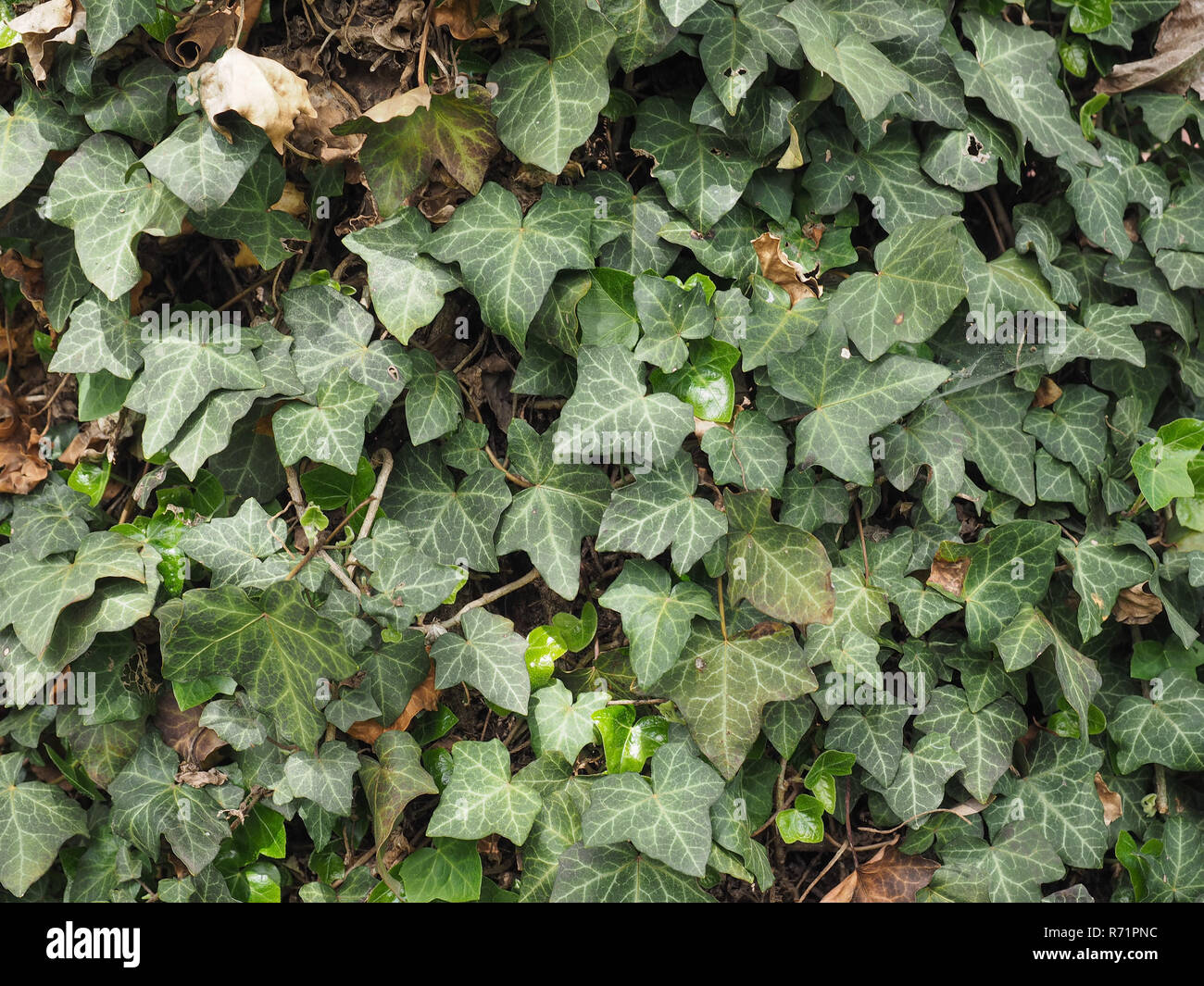 ivy plant background Stock Photo - Alamy