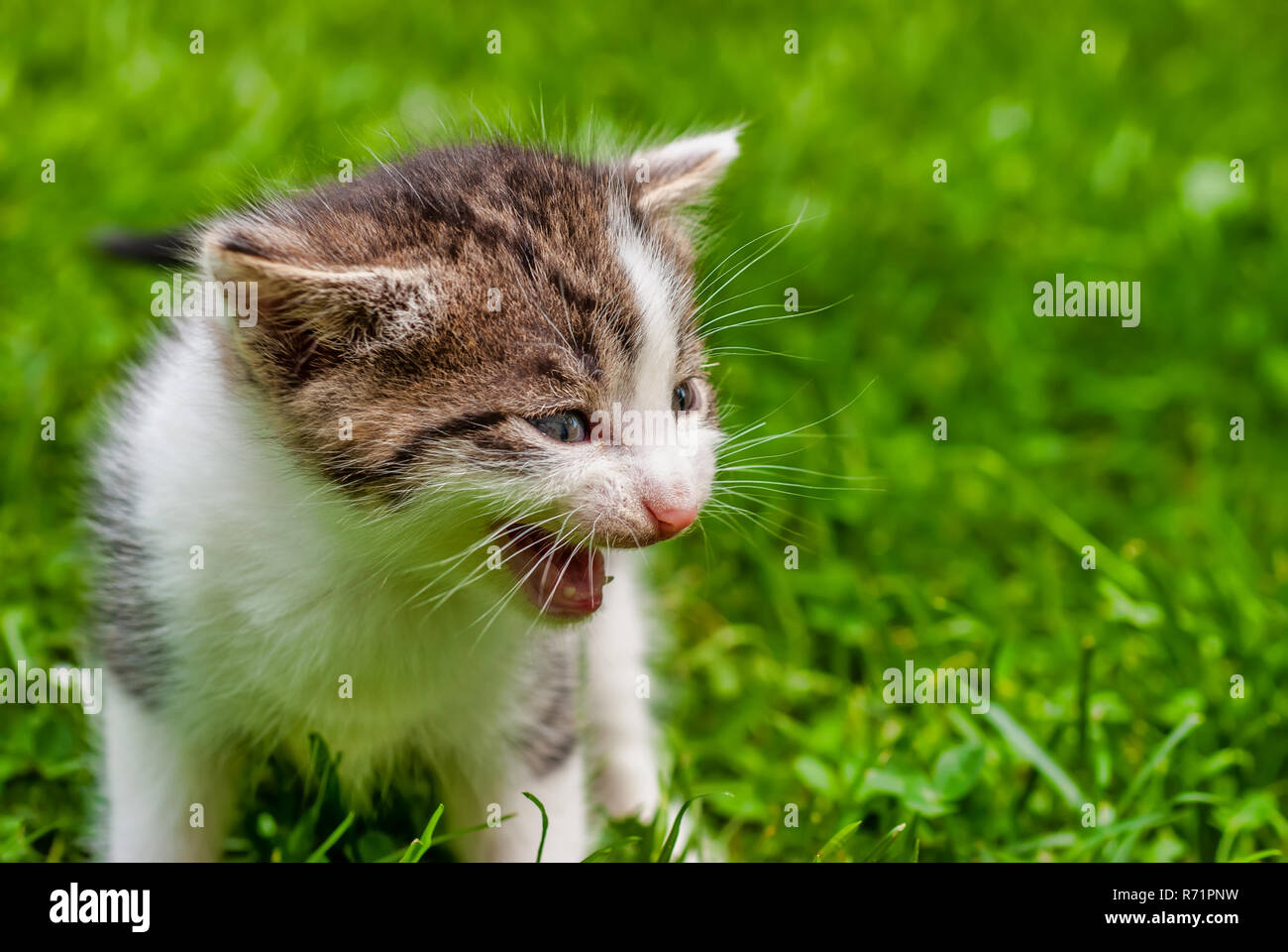 Kitten meow grass hi-res stock photography and images - Alamy