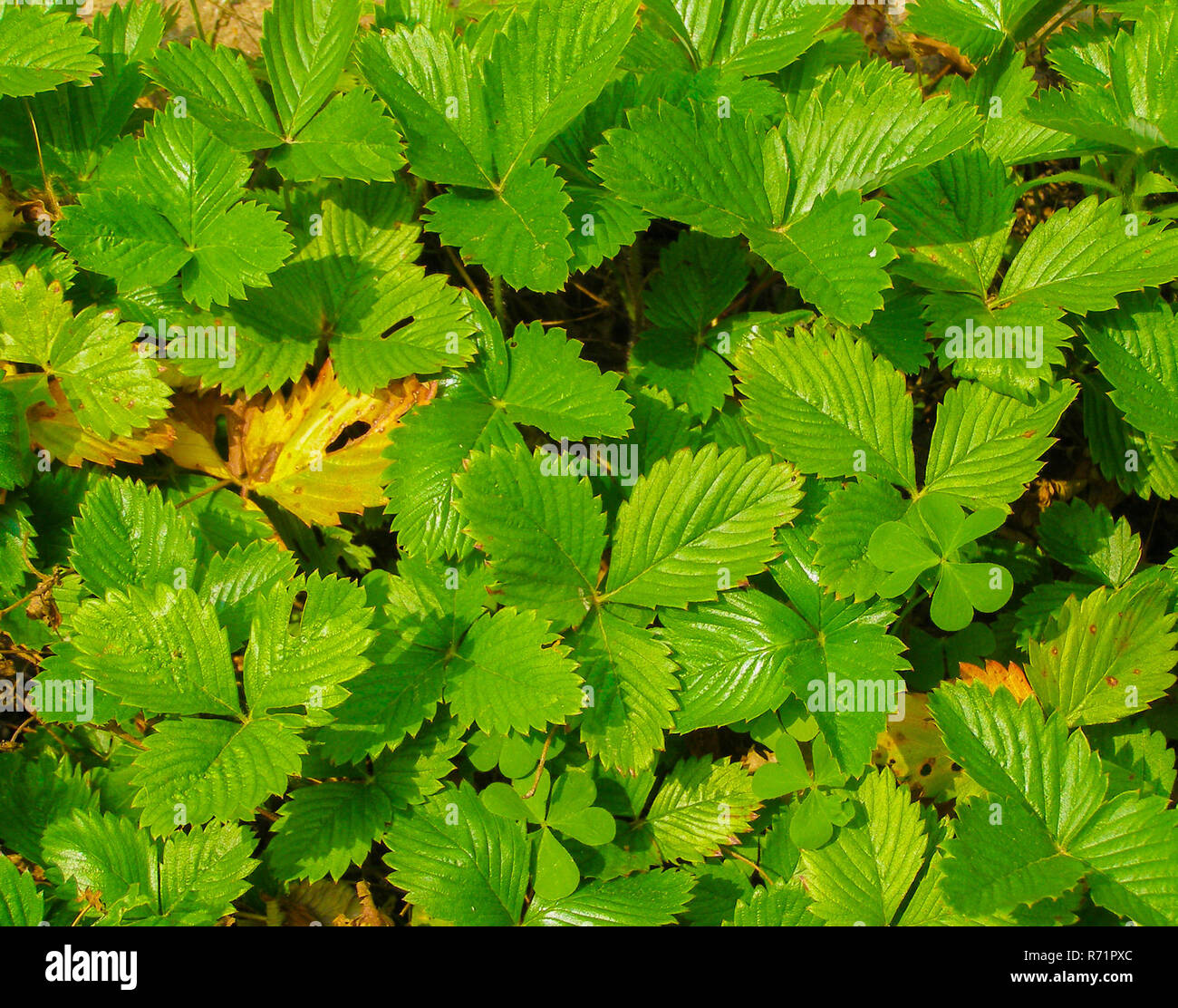 strawberry fruit plant Stock Photo - Alamy