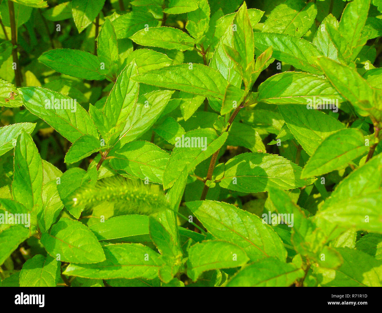 M x piperita hi-res stock photography and images - Alamy