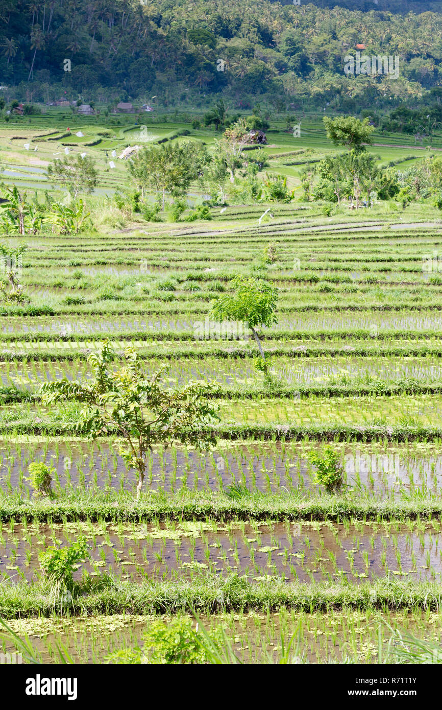 Asian rice terraces hi-res stock photography and images - Alamy