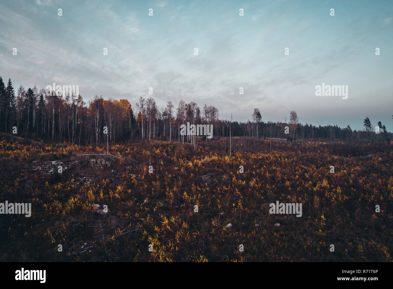 Finland deforestation hi-res stock photography and images - Alamy