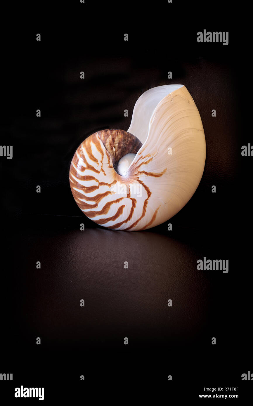 Chambered Shell High Resolution Stock Photography and Images - Alamy