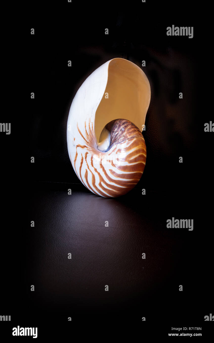 Chambered Shell High Resolution Stock Photography and Images - Alamy