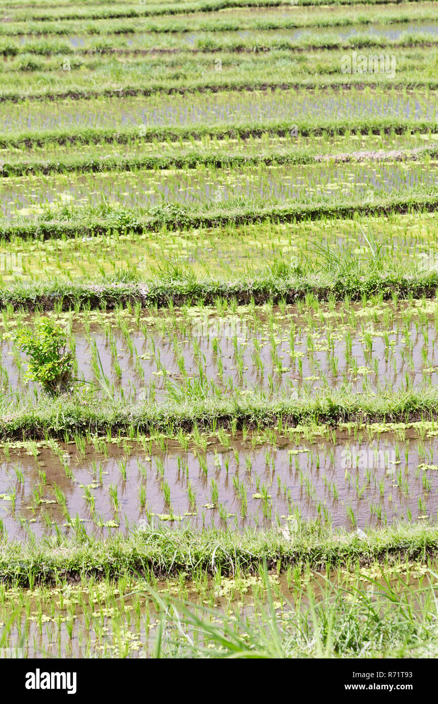 Lush green rice terraces hi-res stock photography and images - Alamy