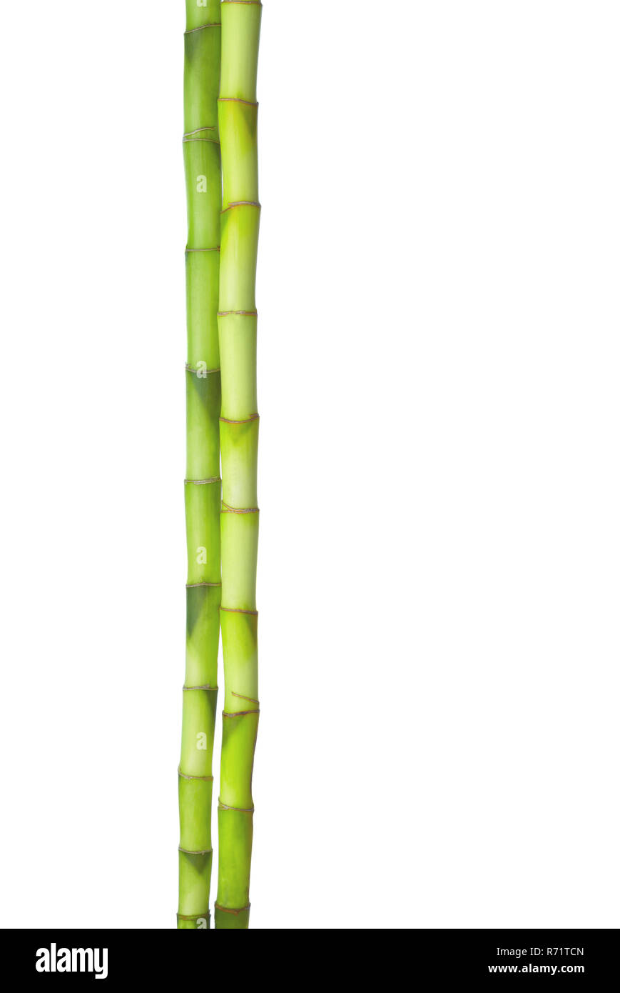 Two branches of bamboo isolated on white background Stock Photo - Alamy