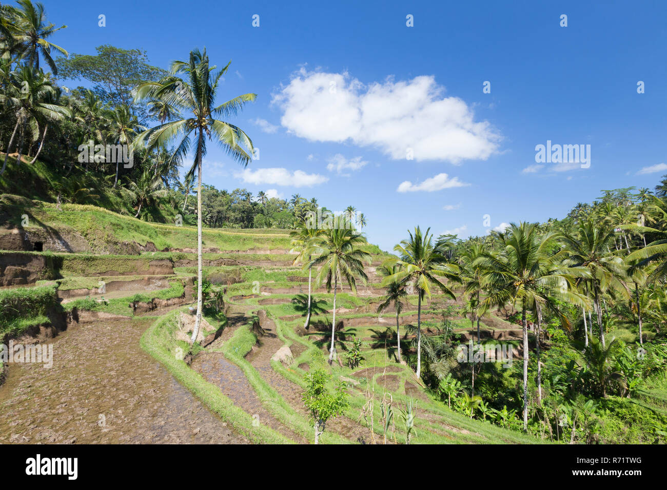 Balinese rice terrace hi-res stock photography and images - Alamy