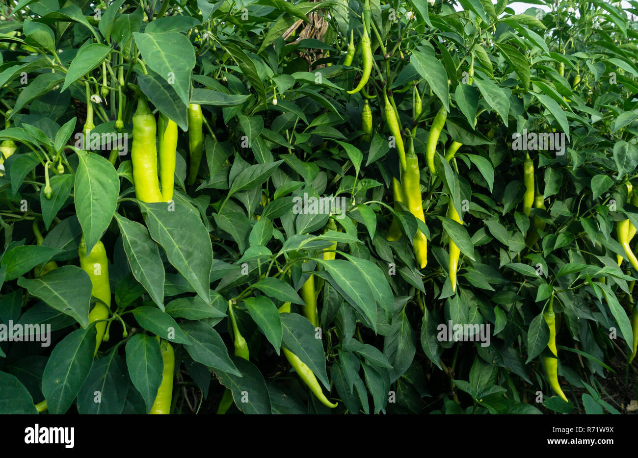 Bell Pepper on the tree, planted together as a chili garden, has many ...