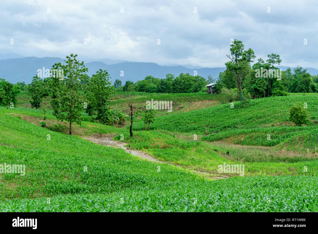 corn in the rainy season.agriculture in the rainy season and corn in ...