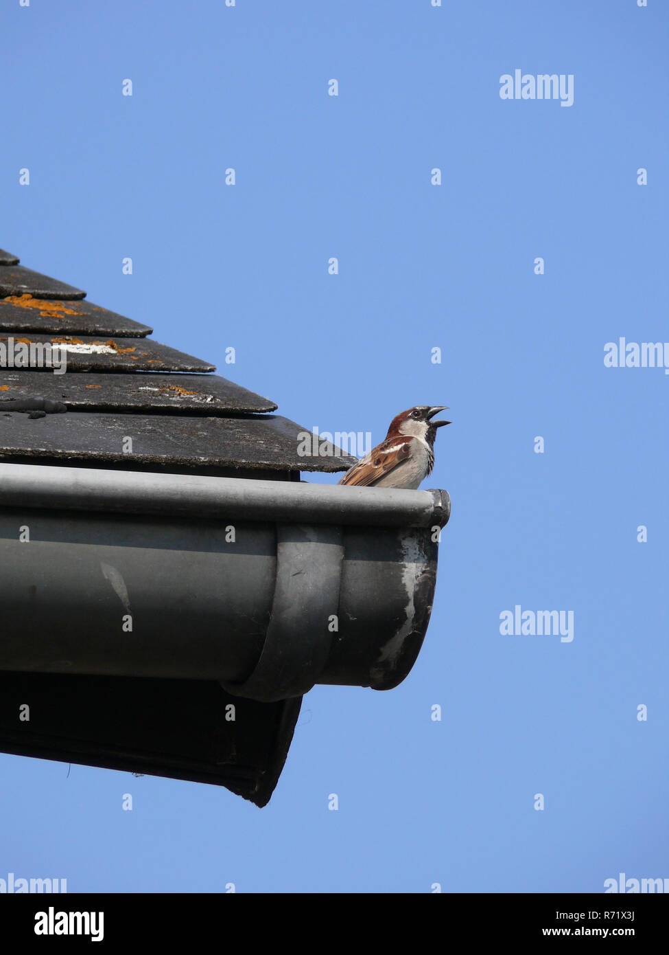 sparrow in the gutter Stock Photo - Alamy