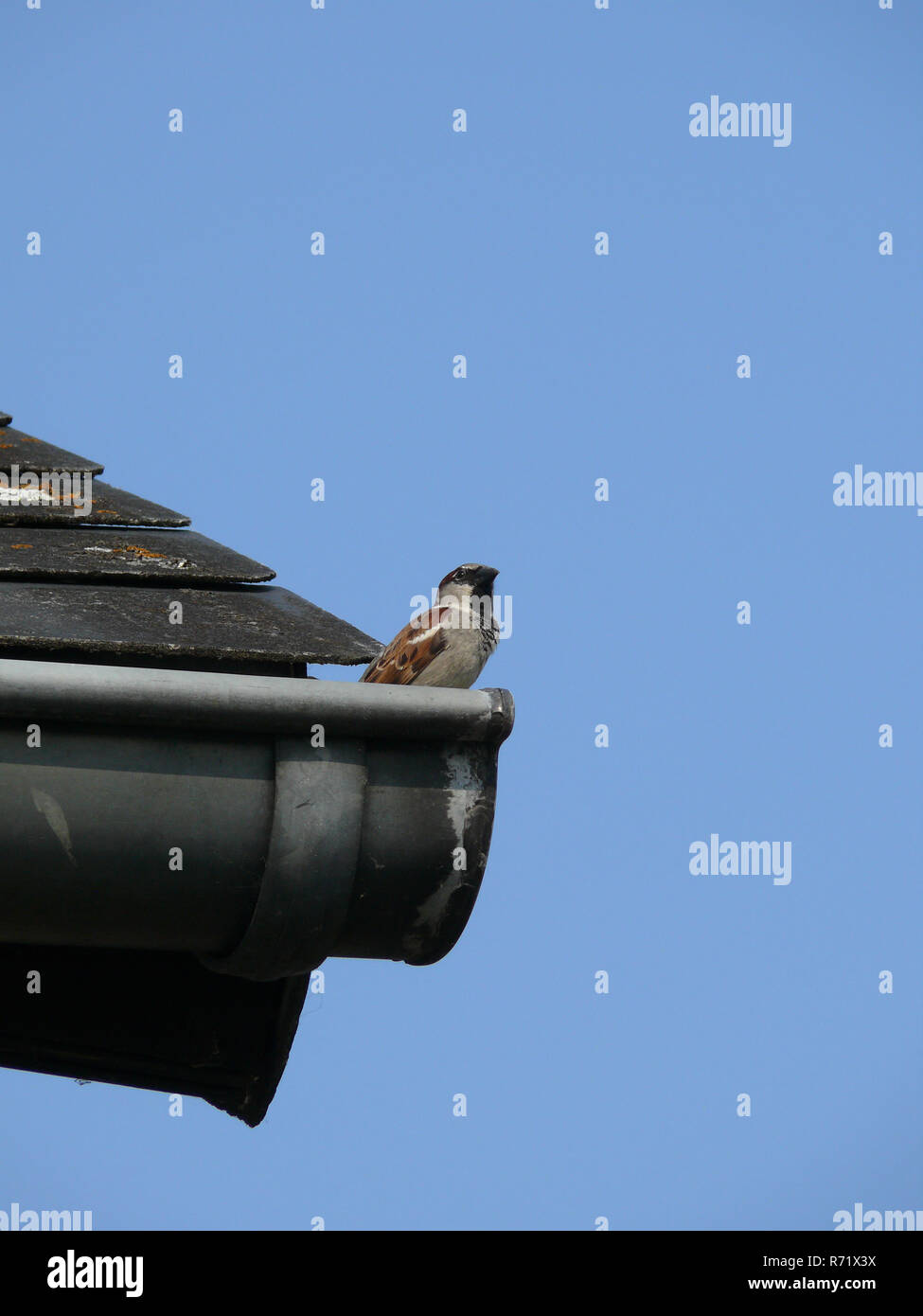 Gutter bird hi-res stock photography and images - Alamy