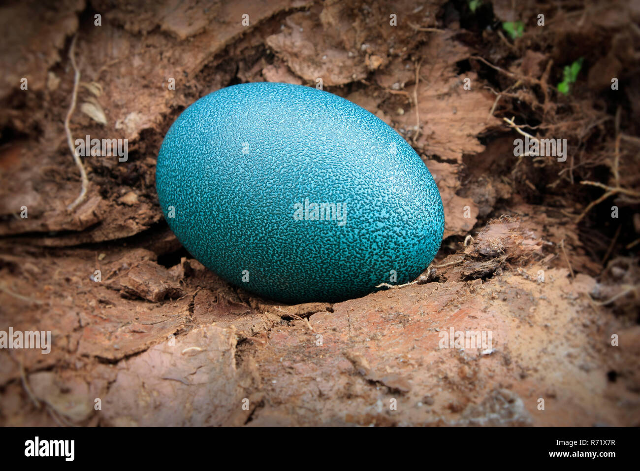Emu egg hi-res stock photography and images - Alamy