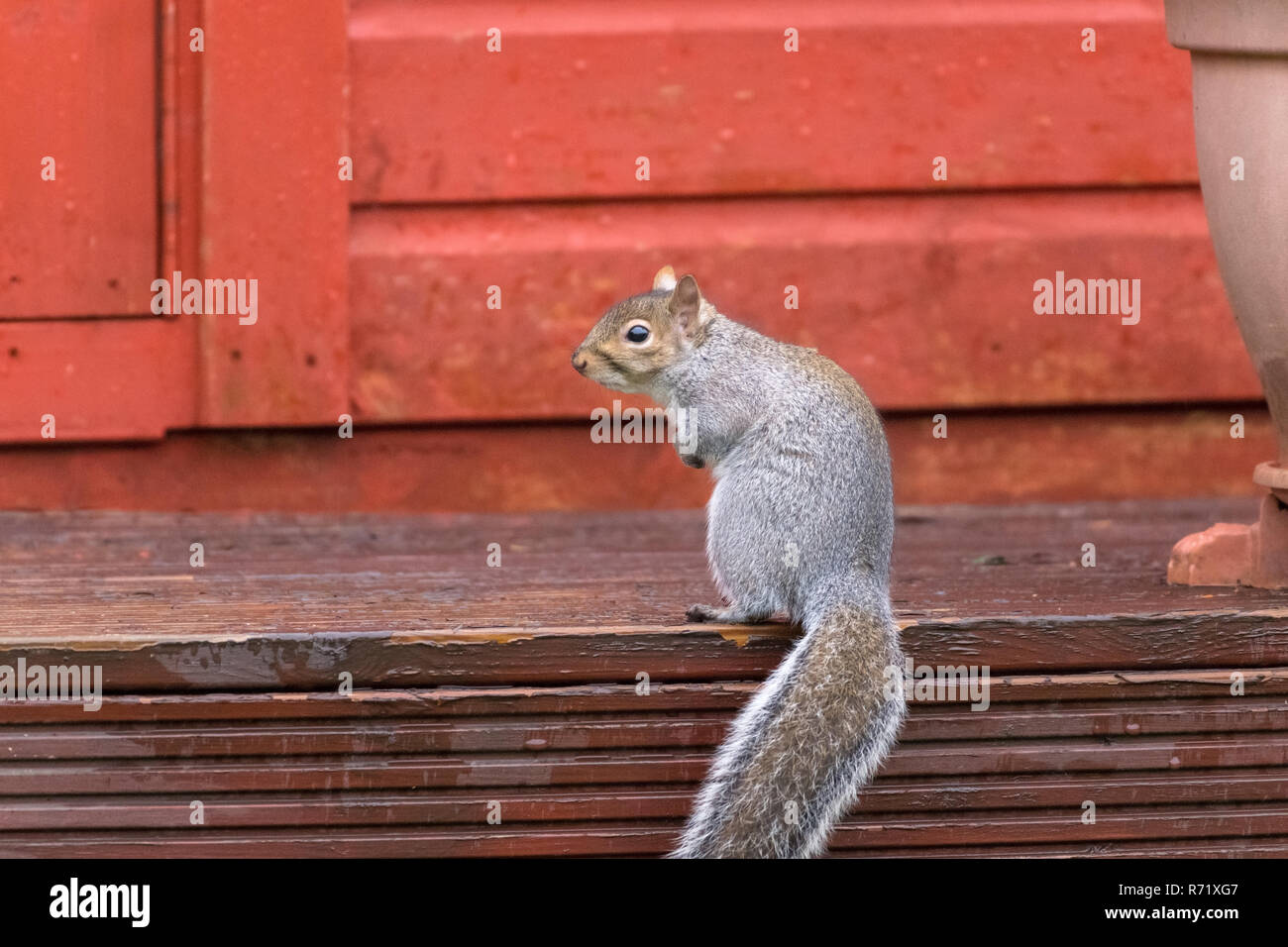 Squirrel hut hi-res stock photography and images - Alamy