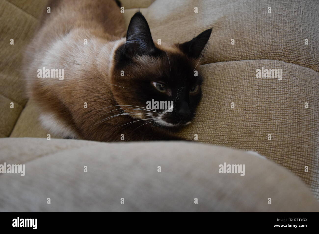 Cat ears hi-res stock photography and images - Alamy