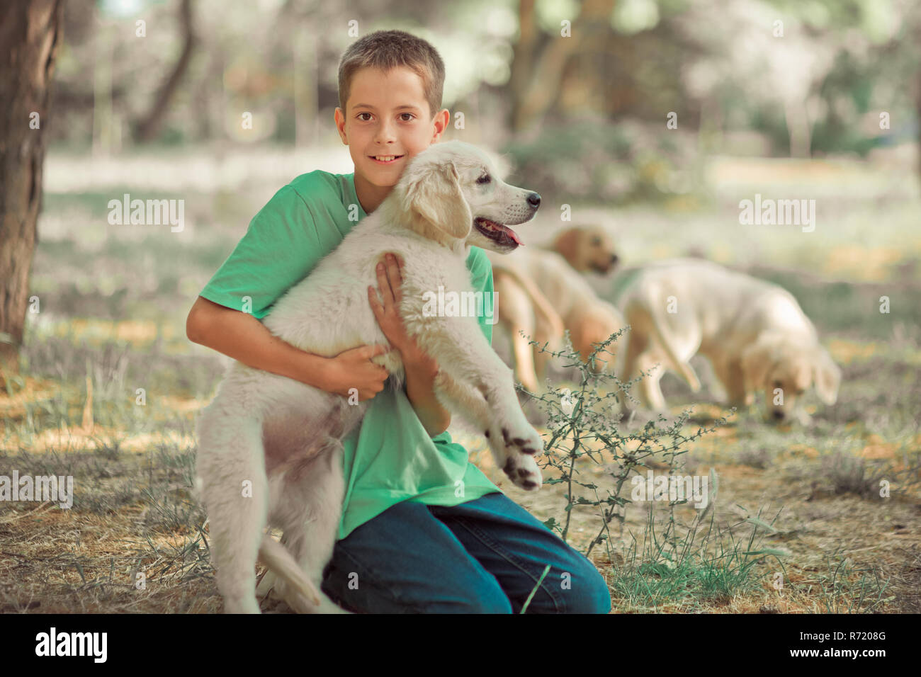 Retriever pup Lovely scene handsom teen boy enjoying summer time ...
