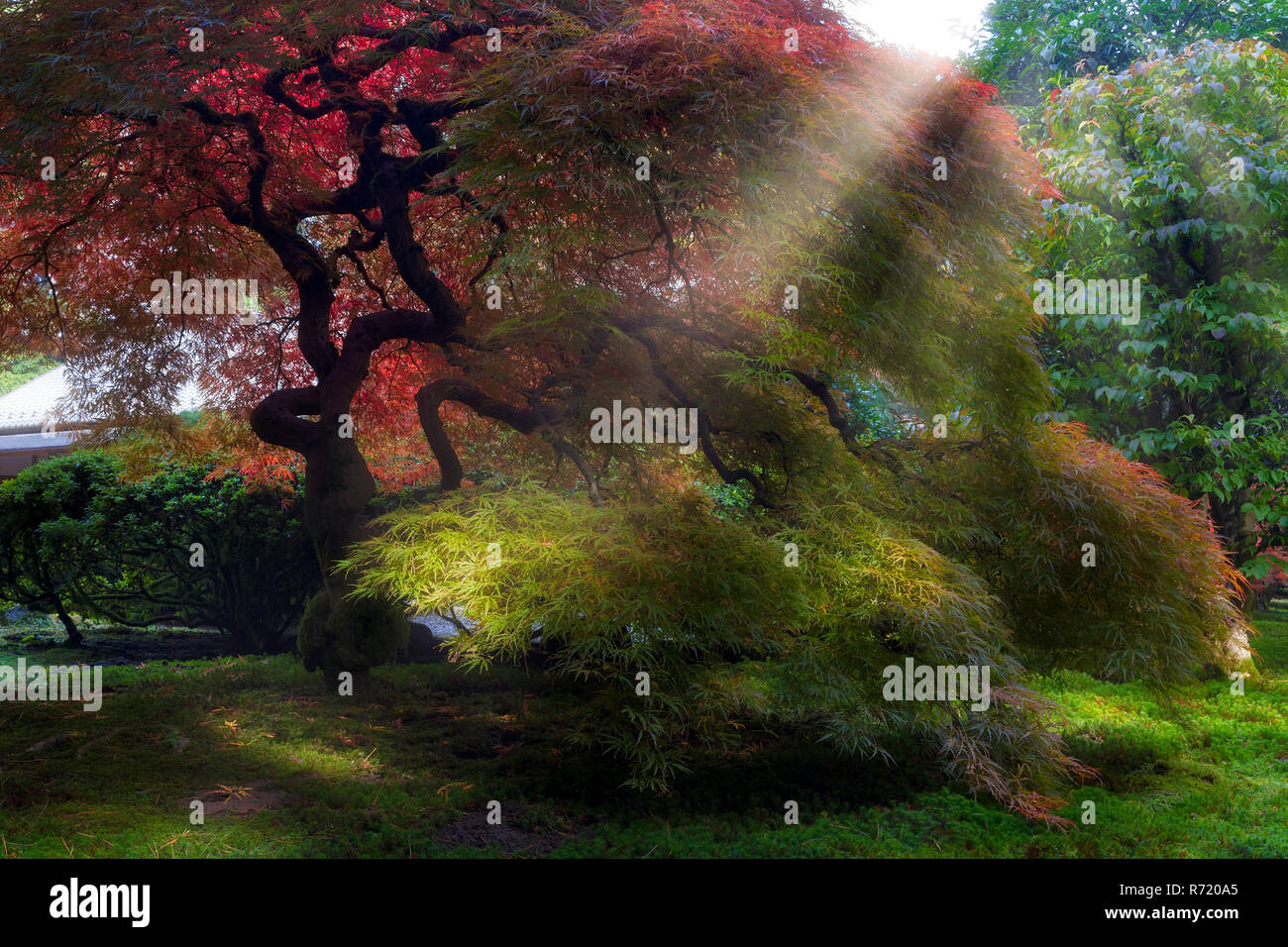 Old japanese maple tree portland garden hi-res stock photography and ...