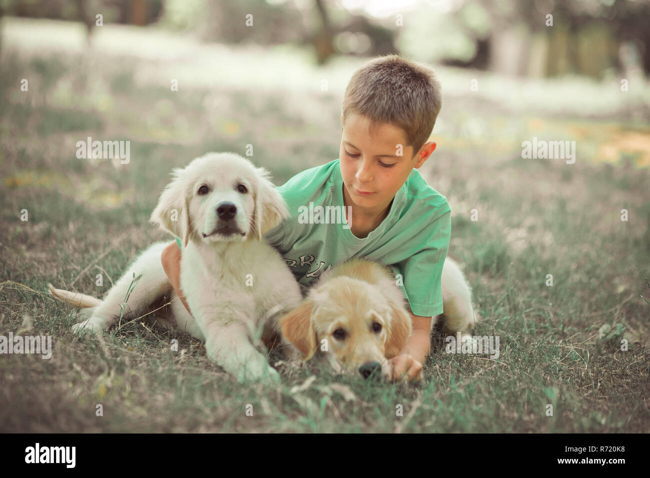 Retriever pup Lovely scene handsom teen boy enjoying summer time ...