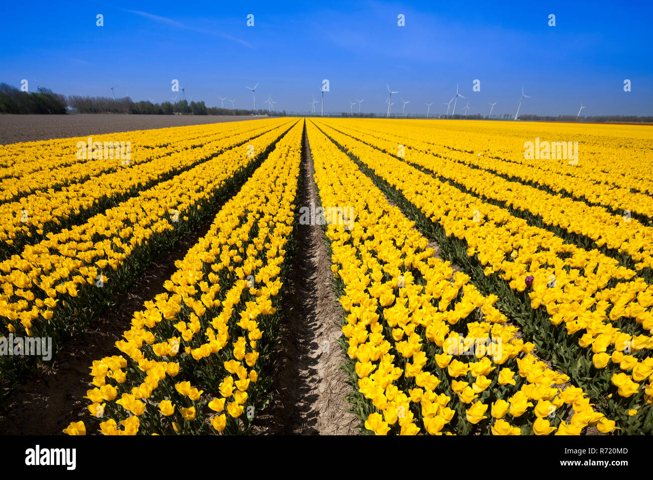 Windmill and colorful tulips in spring of flowers Stock Photo - Alamy