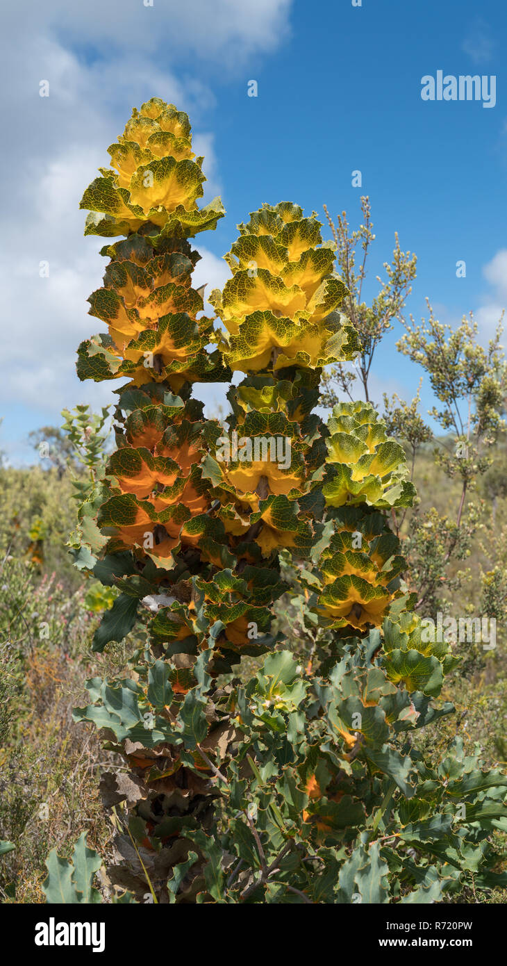 Hakea victoria hi-res stock photography and images - Alamy