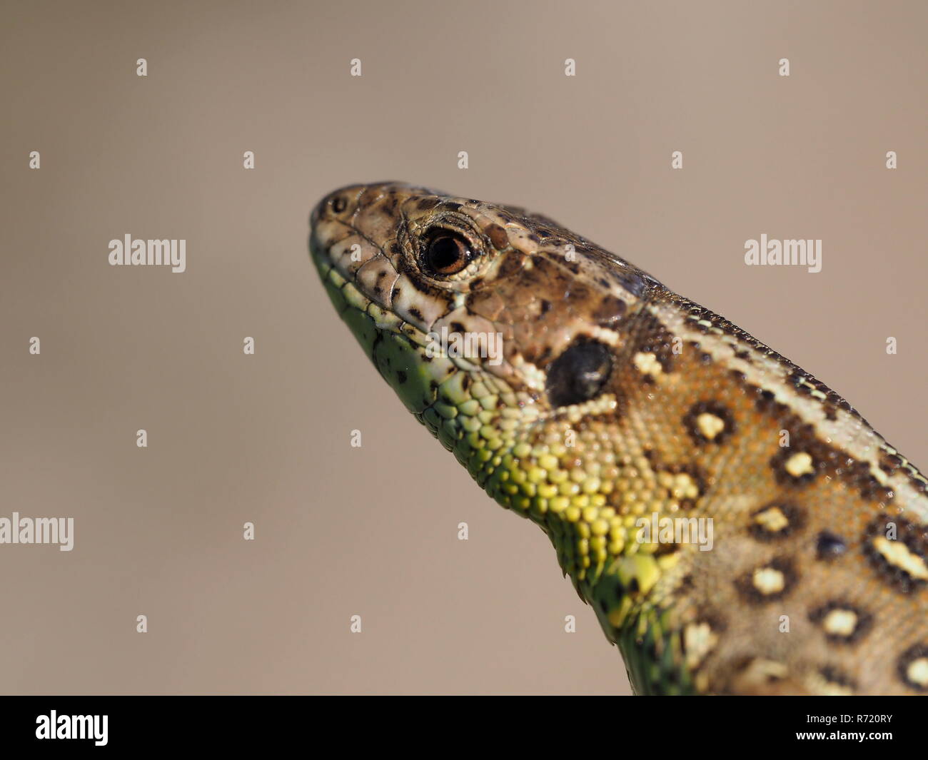 Zauneidechse hi-res stock photography and images - Alamy