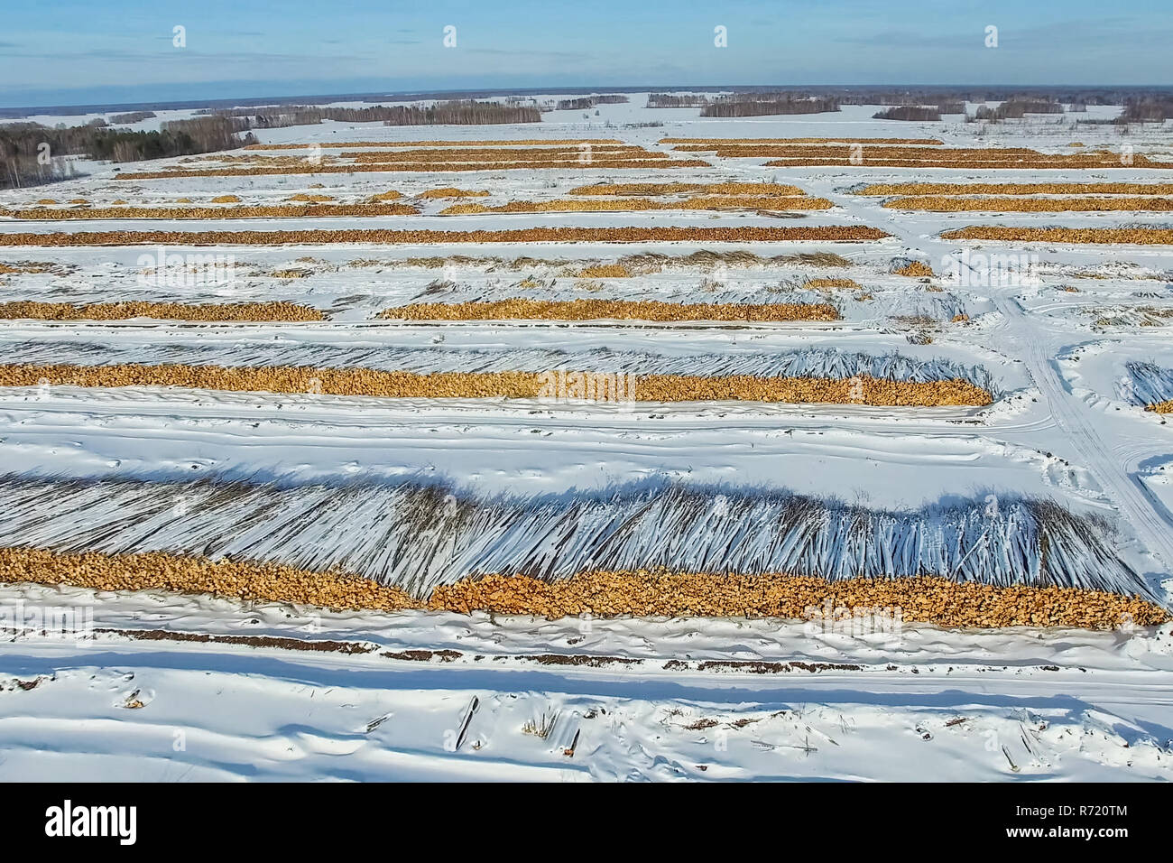 The felled trees lie under the open sky. Deforestation in Russia ...