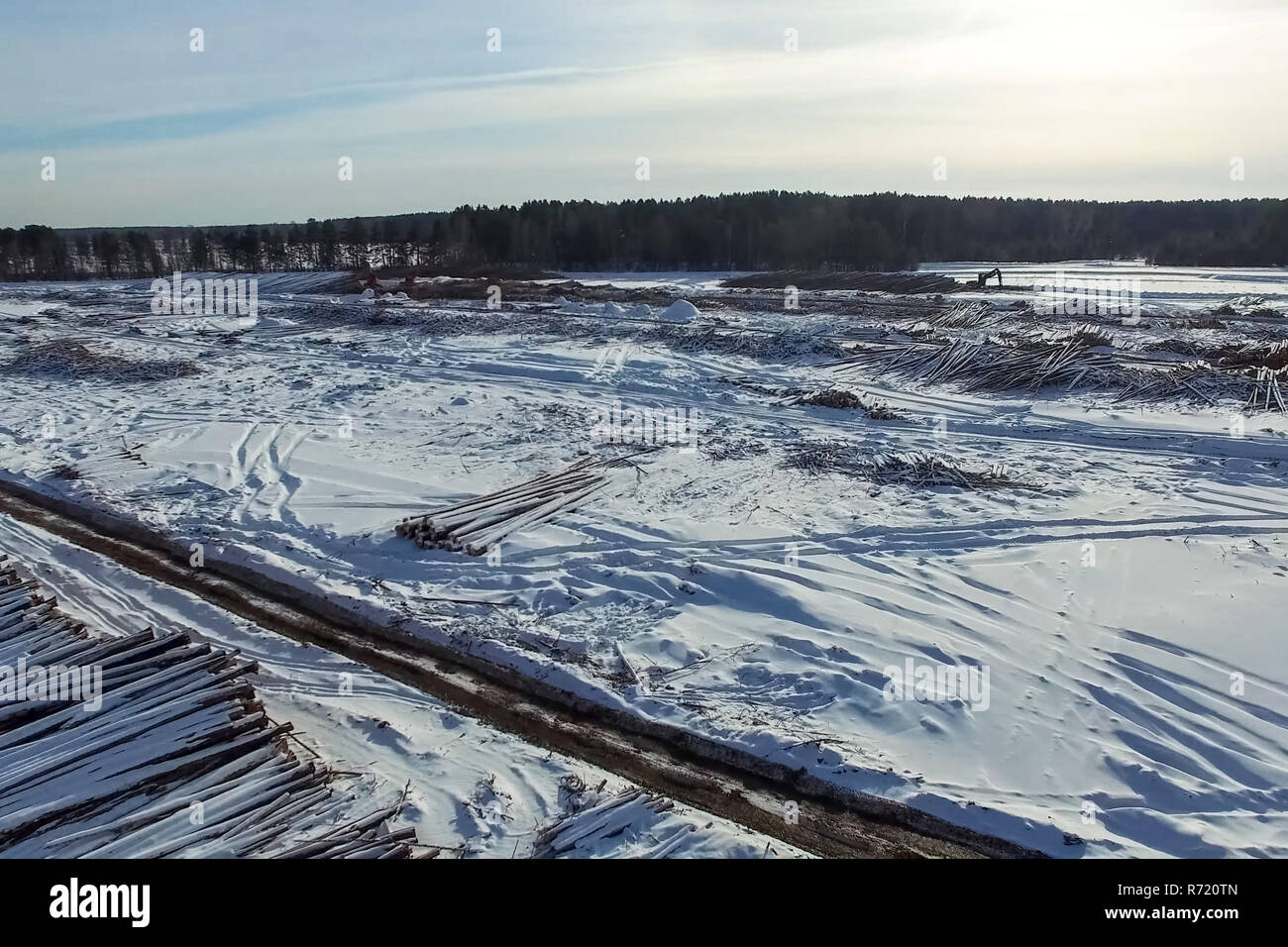The felled trees lie under the open sky. Deforestation in Russia ...