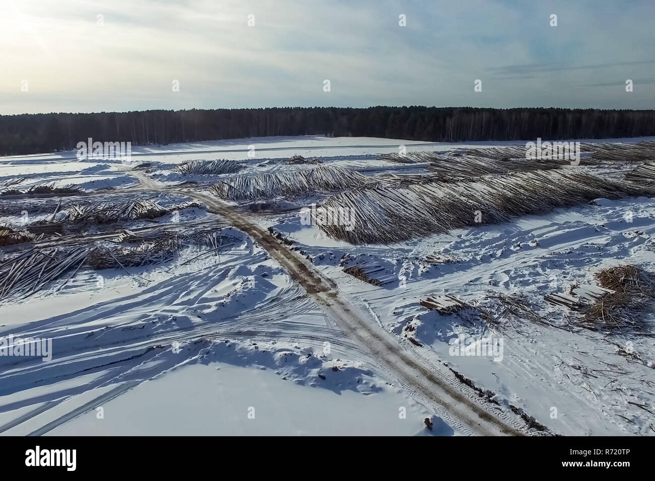 The felled trees lie under the open sky. Deforestation in Russia ...